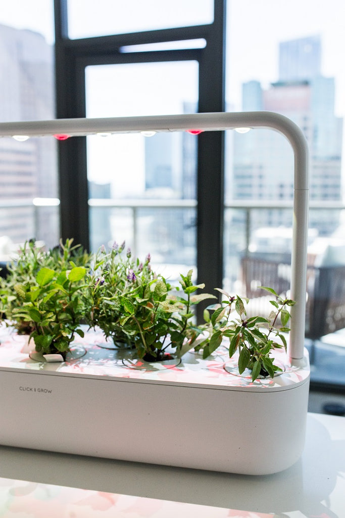 5 Reasons Why You Need Plants In Your Office – Click & Grow