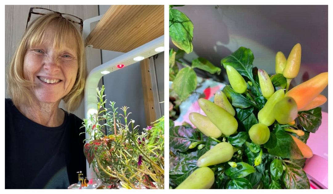 Gardener of the Month - Featuring Judy from the UK – Click & Grow