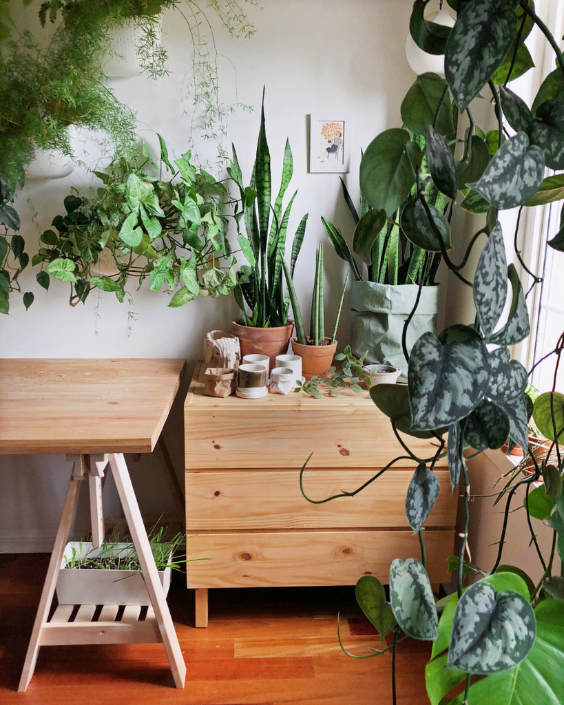 Growing With: @studioplants – Click & Grow