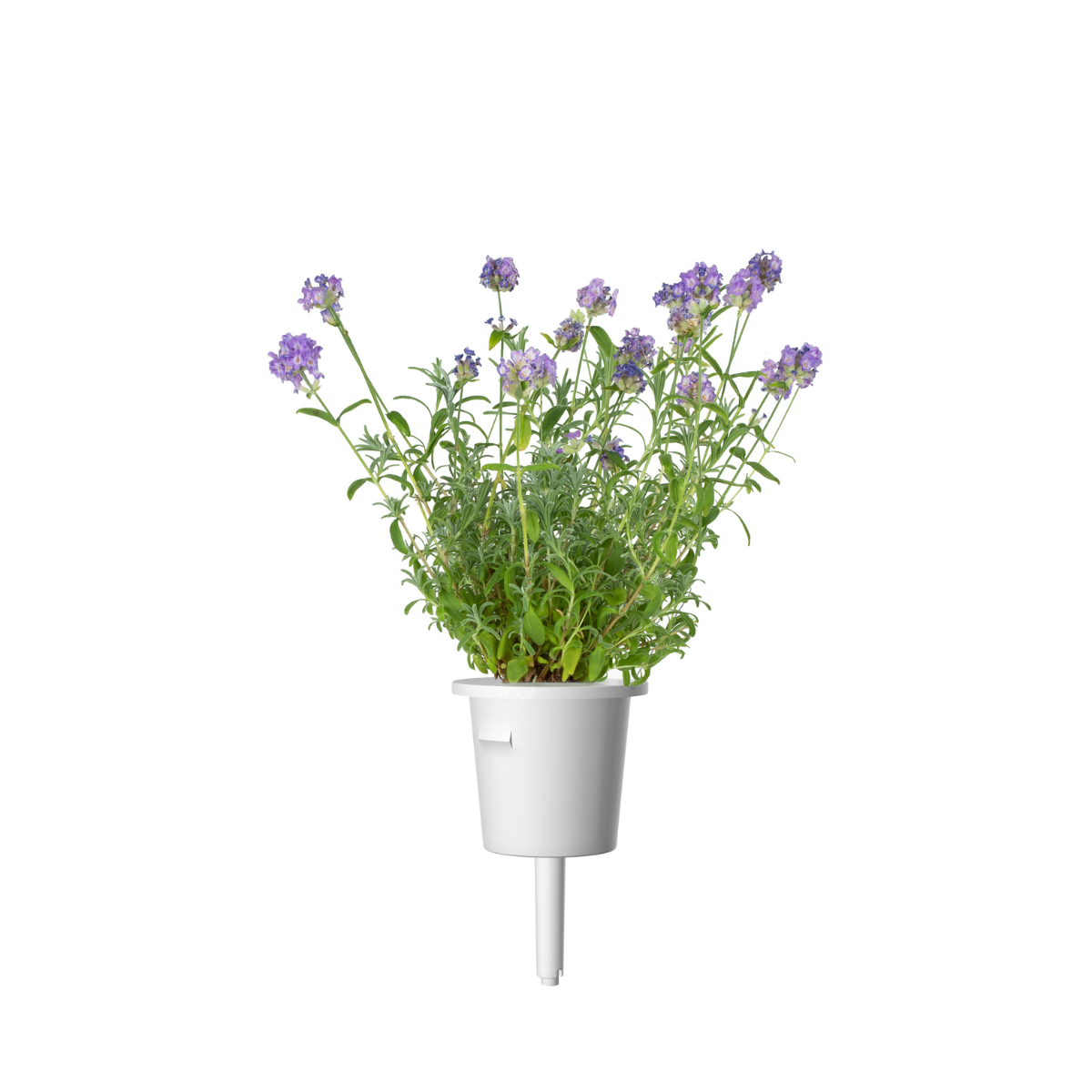 Lavender Plant Pods | Click & Grow