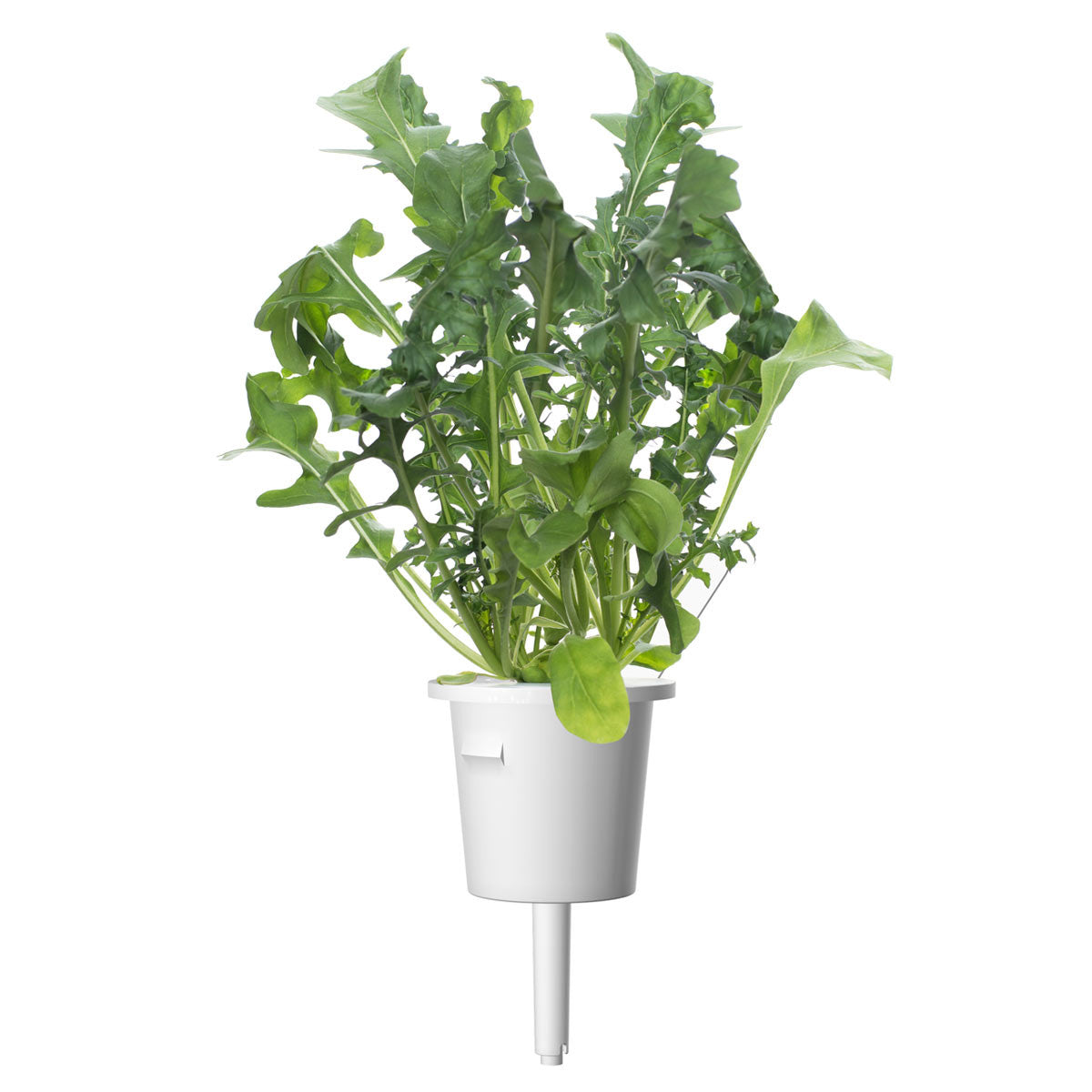 Arugula Plant Pods | Click & Grow