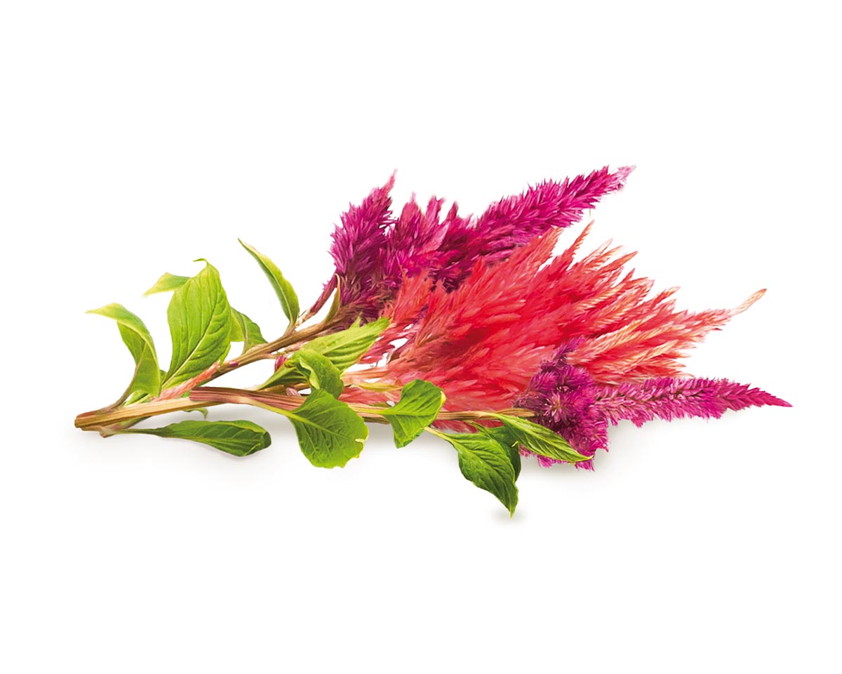 Cockscomb Plant Pods | Click & Grow