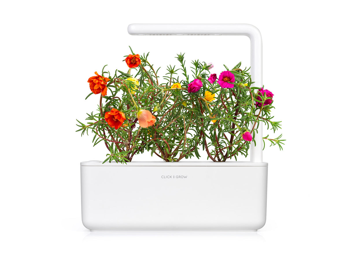 Moss Rose Plant Pods | Click & Grow