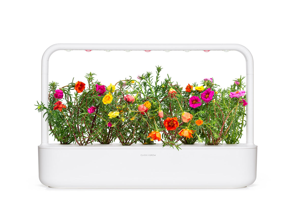 Moss Rose Plant Pods | Click & Grow