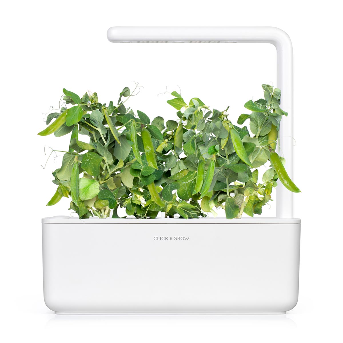 Dwarf Pea Plant Pods | Click & Grow