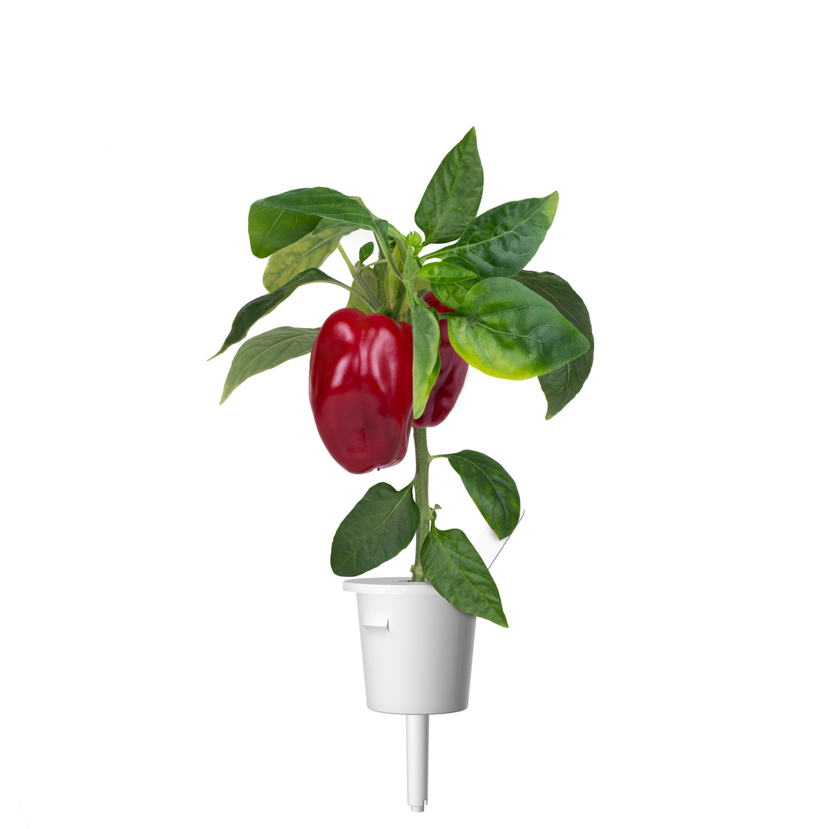 Red Sweet Pepper Plant Pods | Click & Grow
