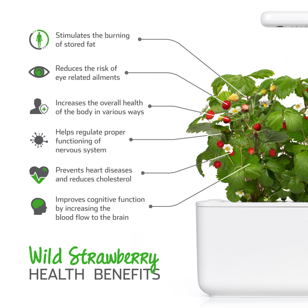 Wild Strawberry Plant Pods | Click & Grow