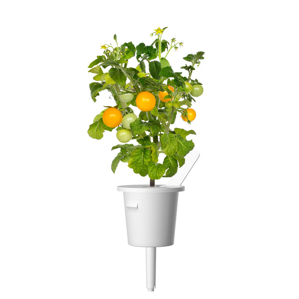 Yellow Mini Tomato Plant Pods | Click & Grow