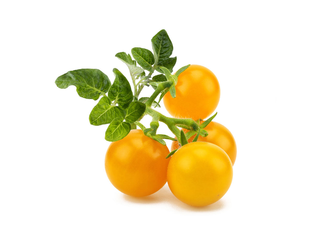 Yellow Mini Tomato Plant Pods | Click & Grow