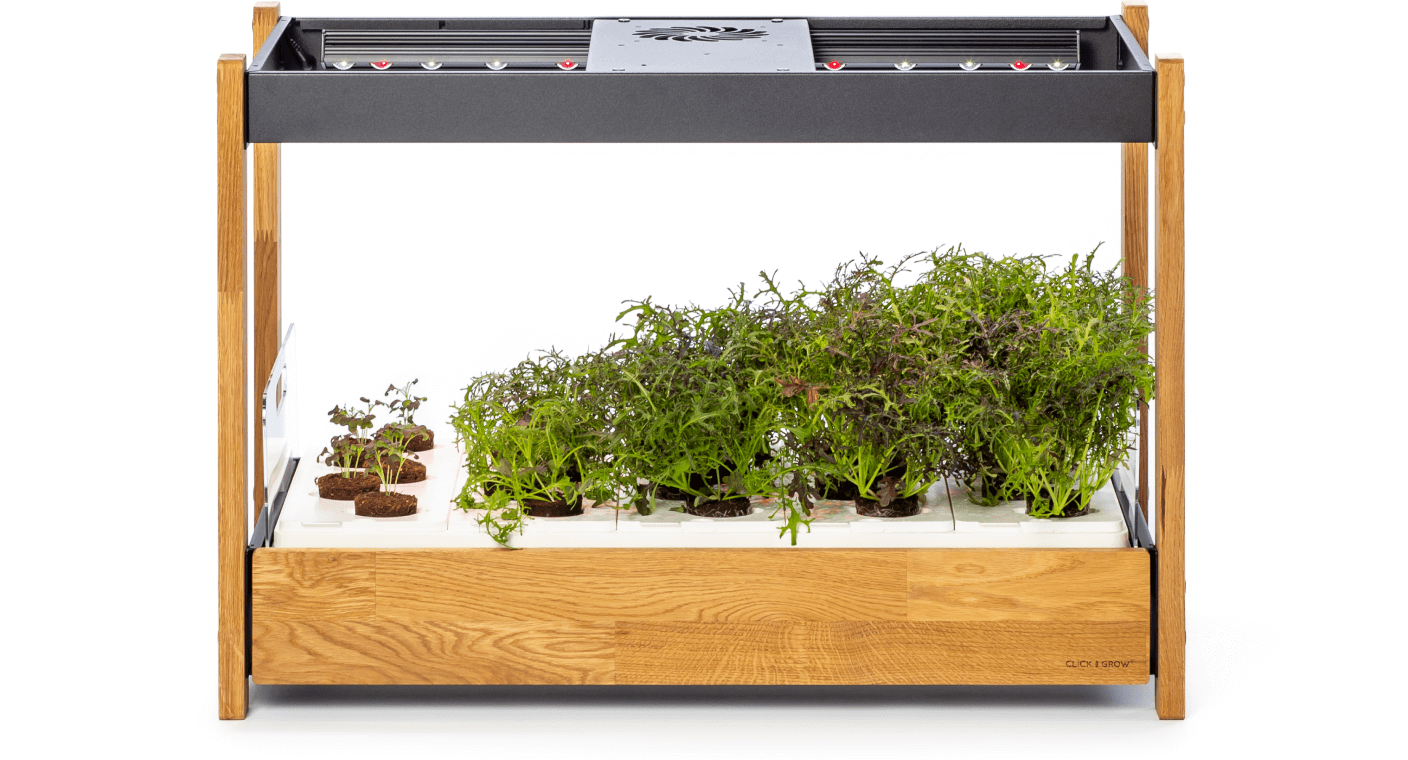 CG25 vs Lettuce Grow – Click & Grow
